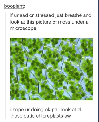 Chloroplasts memes. Best Collection of funny chloroplasts pictures on ...