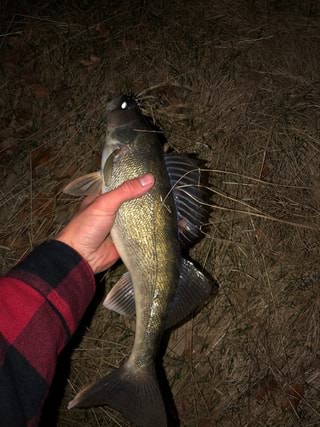 Walleye memes. Best Collection of funny walleye pictures on iFunny