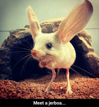 Jerboa memes. Best Collection of funny jerboa pictures on iFunny