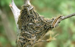 Eeeeew memes. Best Collection of funny eeeeew pictures on iFunny