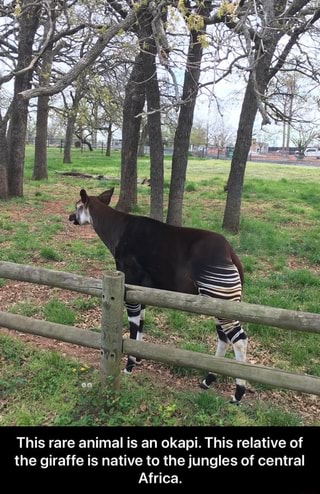 Okapi memes. Best Collection of funny okapi pictures on iFunny