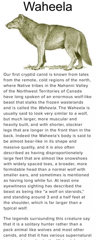 Waheela Our first cryptid canid is known from tales from the remote, cold regions of the north ...