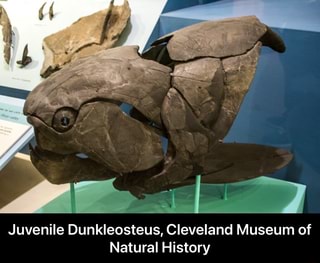 Dunkleosteus memes. Best Collection of funny dunkleosteus pictures on ...
