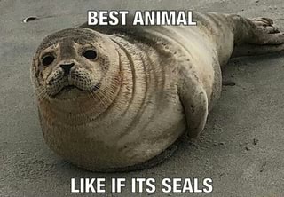 Seals memes. Best Collection of funny seals pictures on iFunny