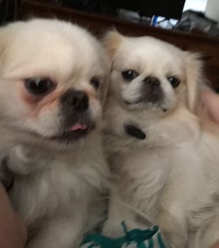 Pekingese memes. Best Collection of funny pekingese pictures on iFunny