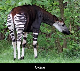 Okapi memes. Best Collection of funny okapi pictures on iFunny
