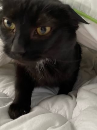 DOG PEOPLE THIS IS OSCAR. HE'S PART BLACK LAB AND PART ITALIAN ...