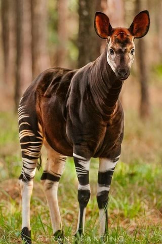 Okapi memes. Best Collection of funny okapi pictures on iFunny