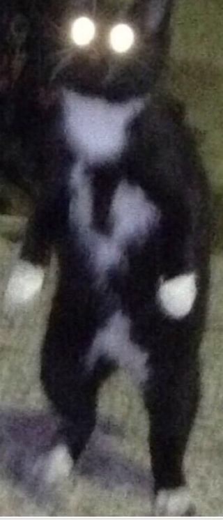 Thicccc memes. Best Collection of funny thicccc pictures on iFunny