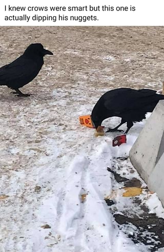 Crow meme redone in Brawl Stars - I knew Crows were smart but this one ...