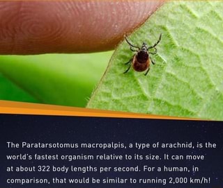 The Paratarsotomus macropalpis, a type of arachnid, is the world's ...