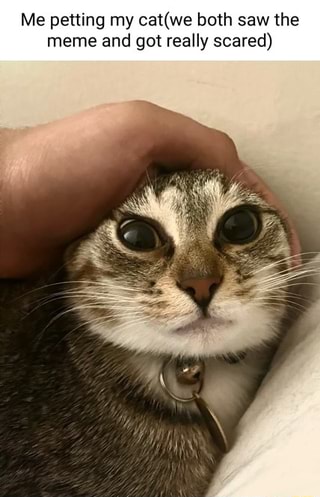 Me petting my cat I just got (she's very cute and I love her a lot ...