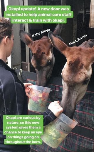 Okapi memes. Best Collection of funny okapi pictures on iFunny