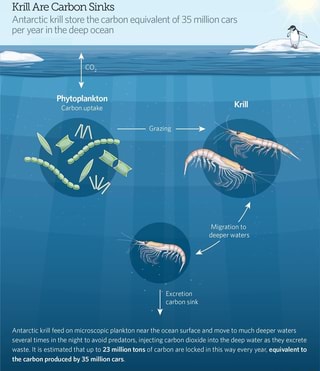 Krill memes. Best Collection of funny krill pictures on iFunny