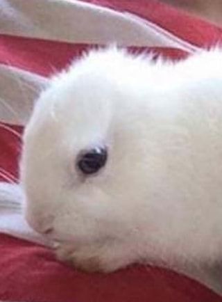 NoAguacaThanos @NoAguacatito Bunny is born without ears and its owner ...