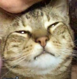Snaggletooth memes. Best Collection of funny snaggletooth pictures on ...