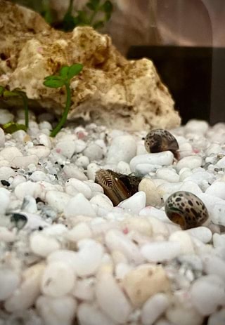 Mussel memes. Best Collection of funny mussel pictures on iFunny