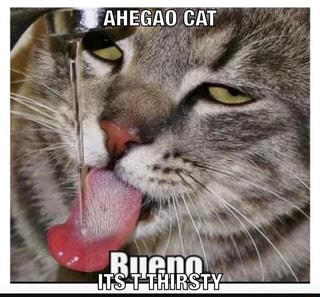 Ahegao memes. Best Collection of funny ahegao pictures on iFunny