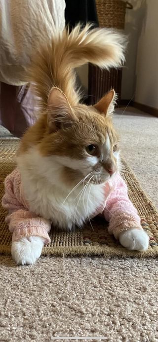 Chuffed memes. Best Collection of funny chuffed pictures on iFunny