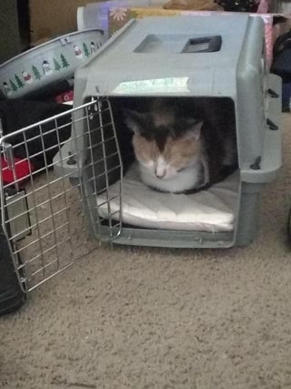 Ruby memes. Best Collection of funny ruby pictures on iFunny