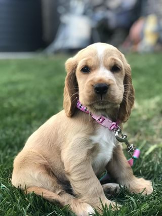 Paris memes. Best Collection of funny paris pictures on iFunny