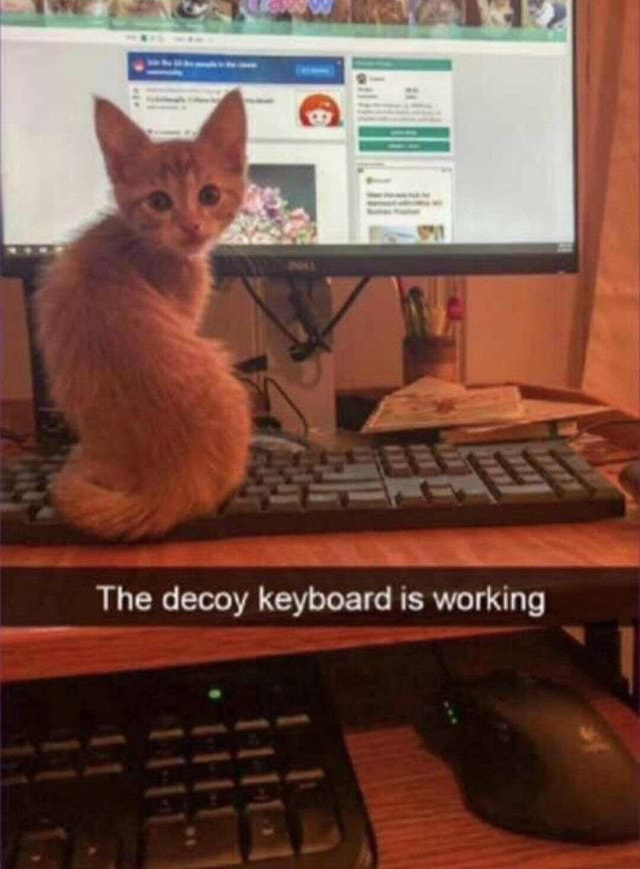 The decoy keyboard is working - iFunny