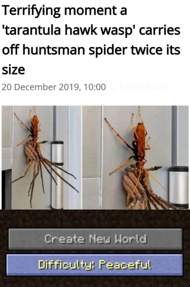 Terrifying moment a 'tarantula hawk wasp' carries off huntsman spider ...
