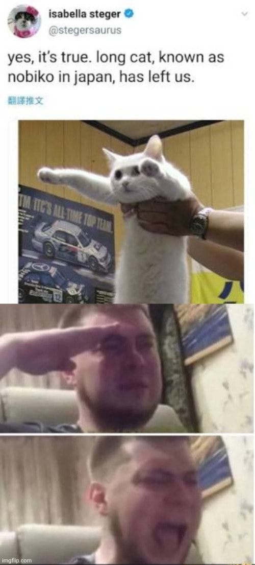 Isabella steger stegersaurus yes, it's true. long cat, known as nobiko ...