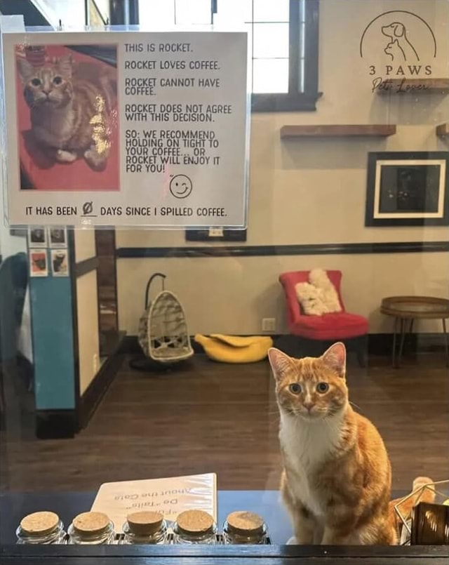 THIS IS ROCKET. (2) ROCKET LOVES COFFEE. 3 PAWS ROCKET CANNOT HAVE 9 ...
