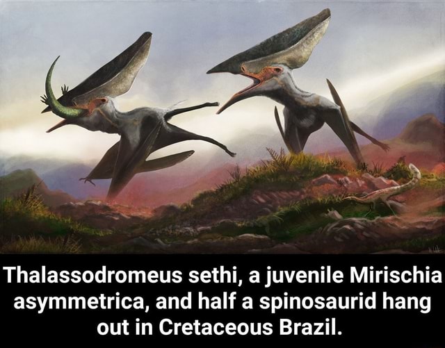 Thalassodromeus sethi, a juvenile Mirischia asymmetrica, and half a ...