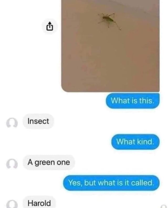 What is this. I Insect What kind A green one Yes, but what is it called ...