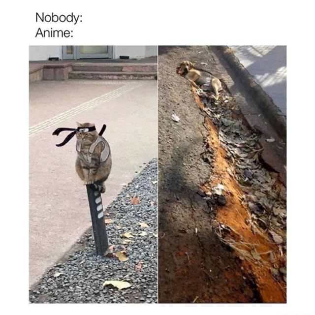 Nobody: Anime: - iFunny