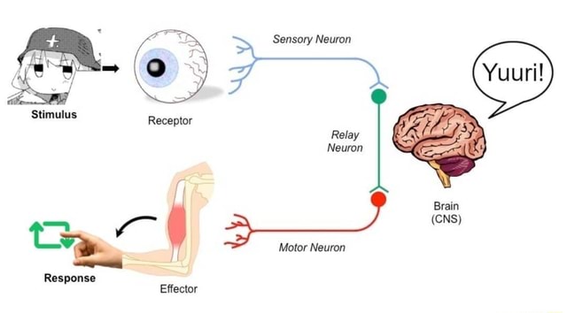 Sensory Neuron Receptor Relay Neuron Motor Neuron Brain (CNS) Response ...