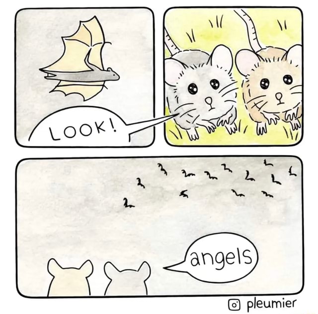 Angels pleumier - iFunny