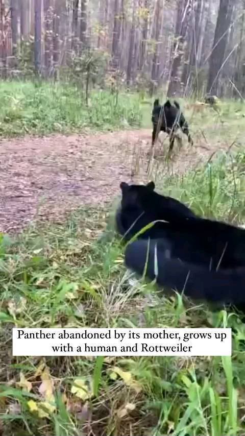 Now they are best friends(@luna_the_pantera ) - Panther abandoned by ...