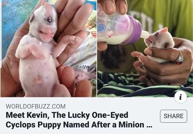 WORLDOFBUZZ.COM Meet Kevin, The Lucky One-Eyed Cyclops Puppy Named ...