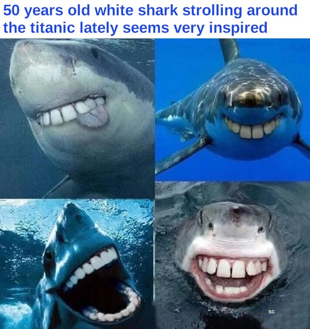 50 years old white shark strolling around the titanic lately seems very ...