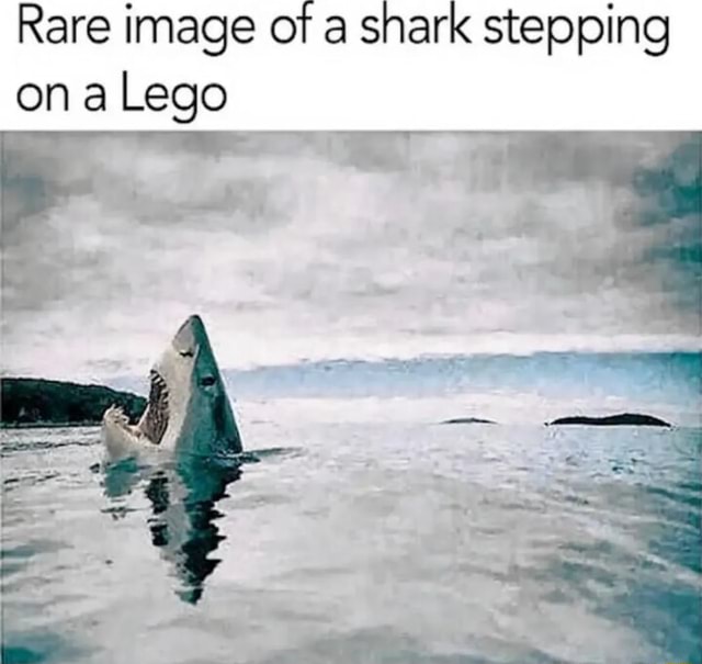 Rare image of a shark stepping on Lego - iFunny