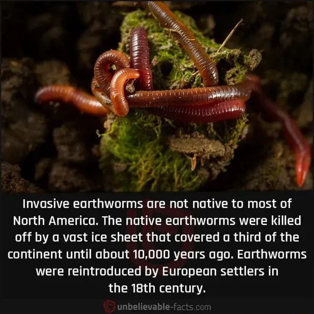 Invasive earthworms are not native to mast of North America. The native ...