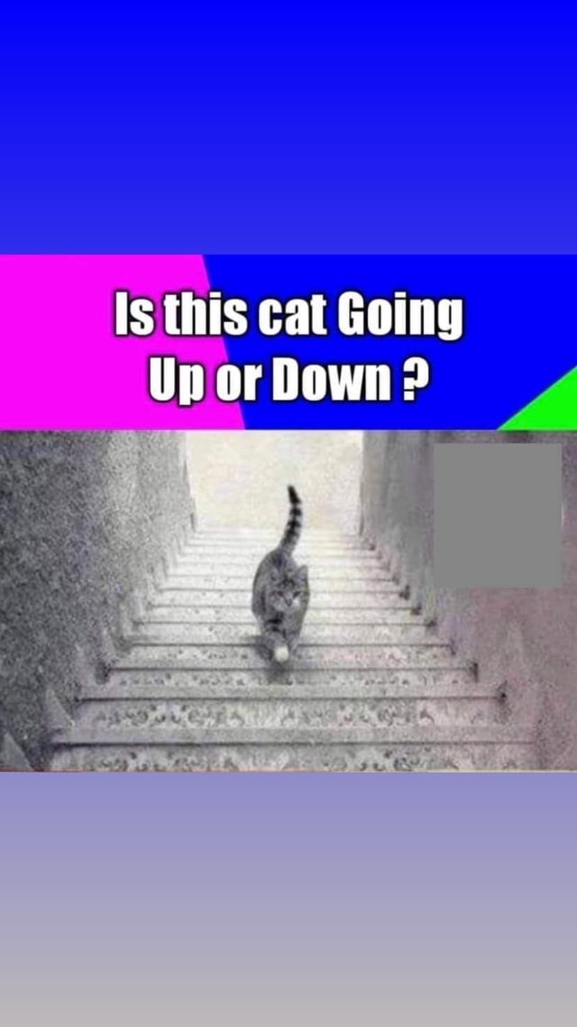Is this cat Going Up Down - America’s best pics and videos