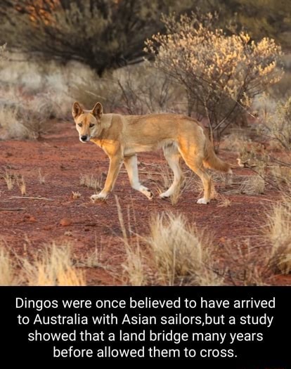 Dingos were once believed to have arrived to Australia with Asian ...