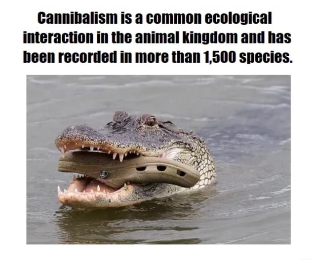 Cannibalism is a common ecological interaction in the animal kingdom ...