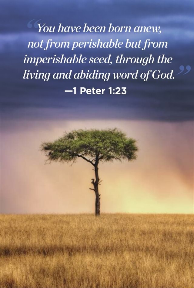You have been born anew, not from perishable but from imperishable seed ...
