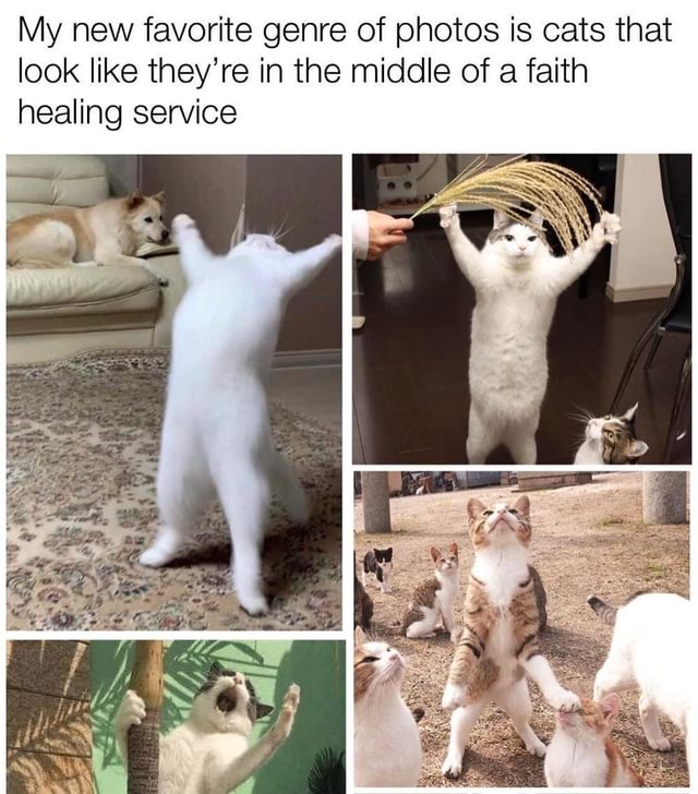 Catmemes catmemesdaily cat kitten instacat catmemesarethebest memecat ...