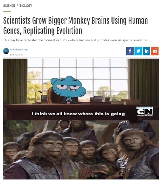 Scientists Grow Bigger Monkey Brains Using Human Genes, Replicating ...