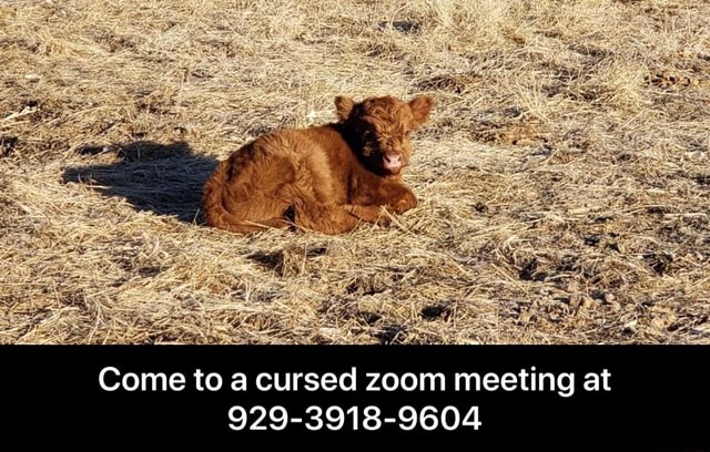 Come to a cursed zoom meeting at 929-3918-9604 - Come to a cursed zoom ...