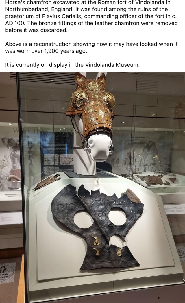 Horse's chamtron excavated at the Roman fort of Vindolanda in ...