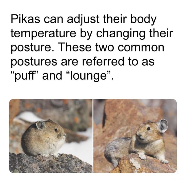 Pikas can adjust their body temperature by changing their posture ...