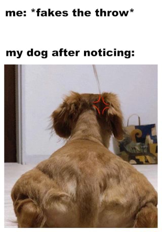 Me: *fakes the throw* my dog after noticing: - iFunny
