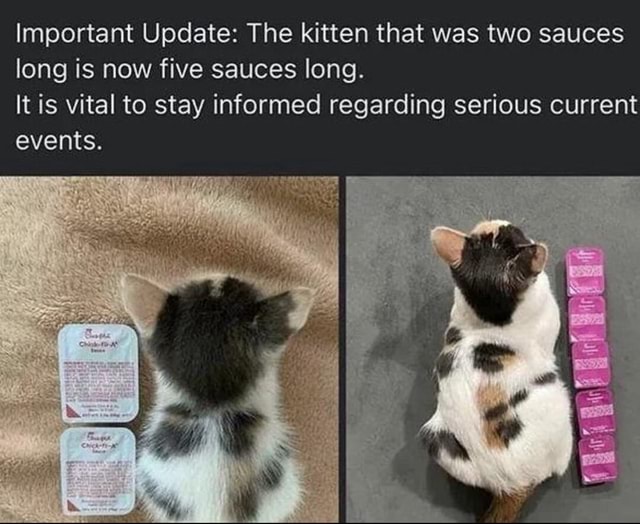 Important Update: The kitten that was two sauces long is now five ...